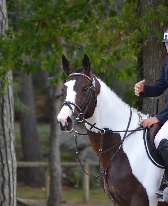 VET Stables | Samendepot - Deckhengste